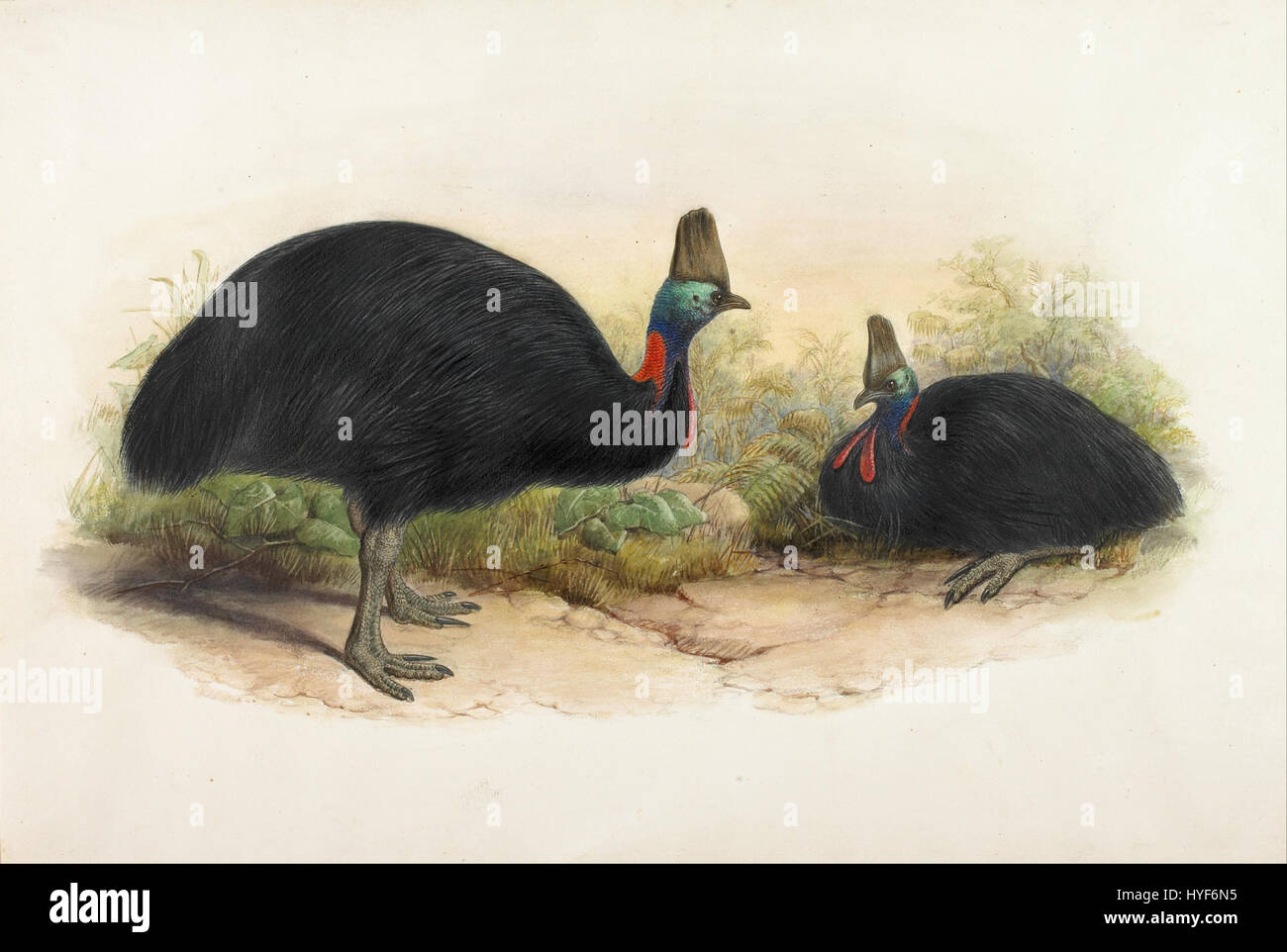 Henry constantine richter southern cassowary hi-res stock photography ...