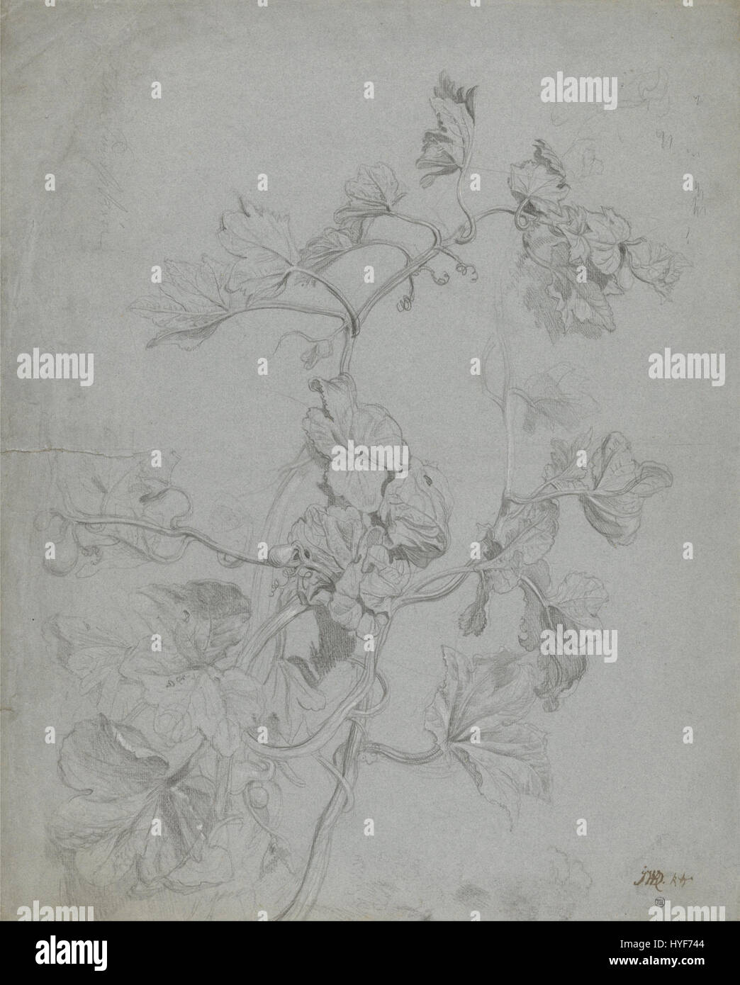 'Study of a Climbing Plant (Pumpkin Family)' by James Ward is a ...