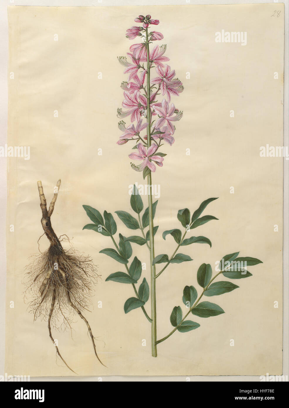 Johannes Simon Holtzbecher's illustration of *Dictamnus albus ...