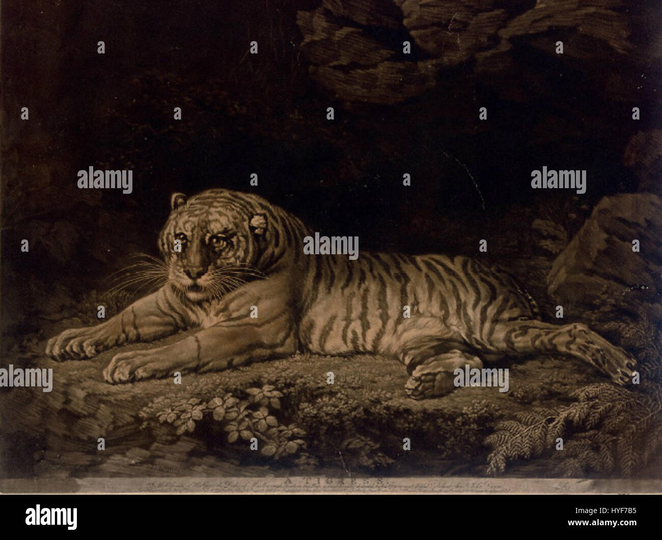John Dixon Tiger Stock Photo - Alamy