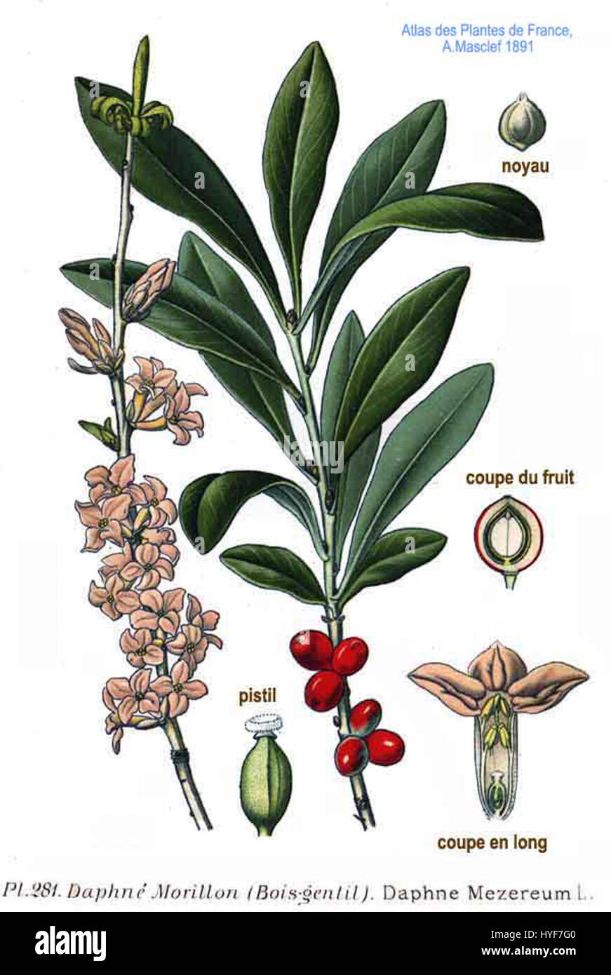 Red daphne mezereon mezereum hi-res stock photography and images - Alamy