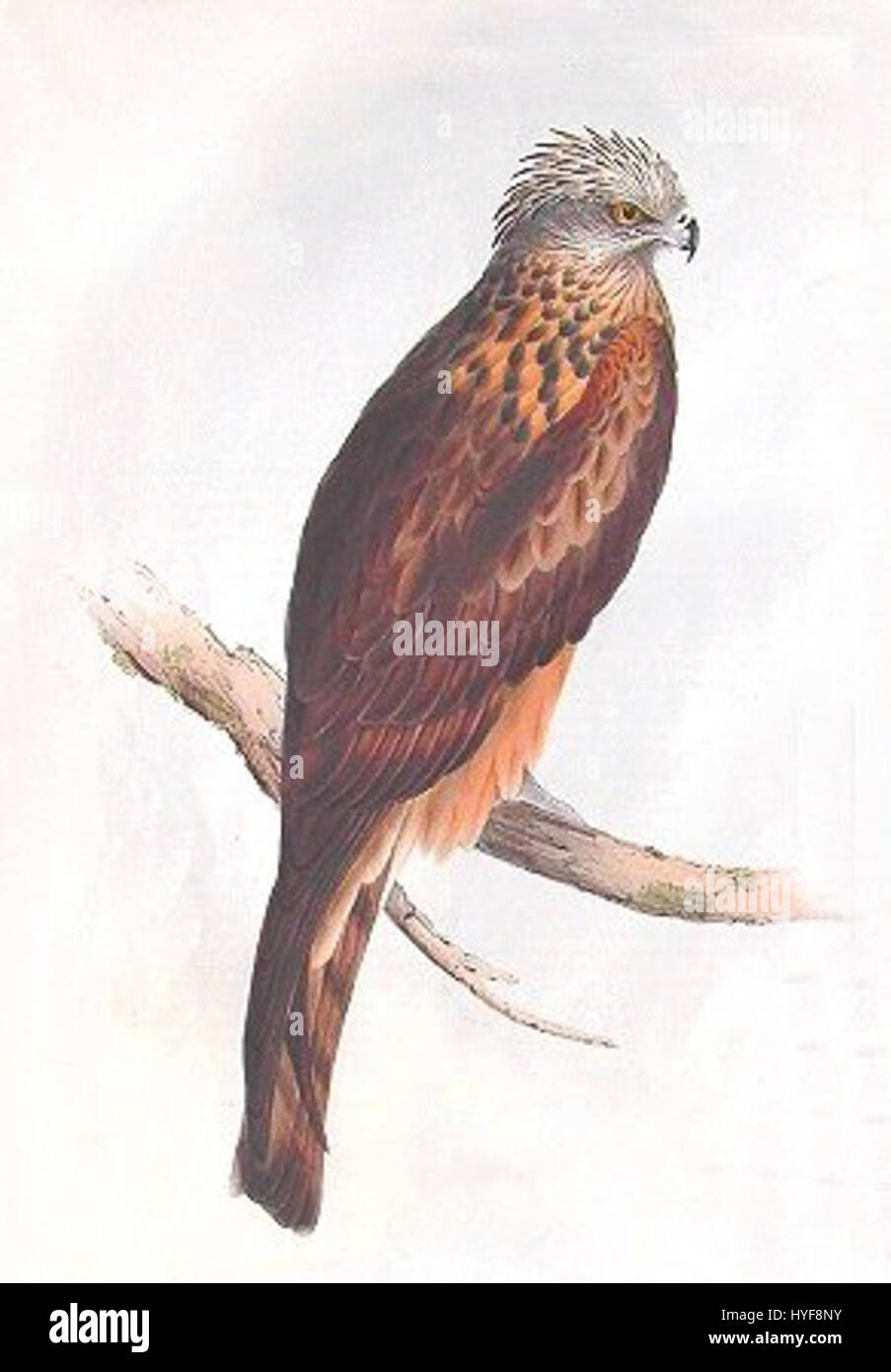 A taxonomic reference to a bird species; however, 'Milvus isurus' does ...