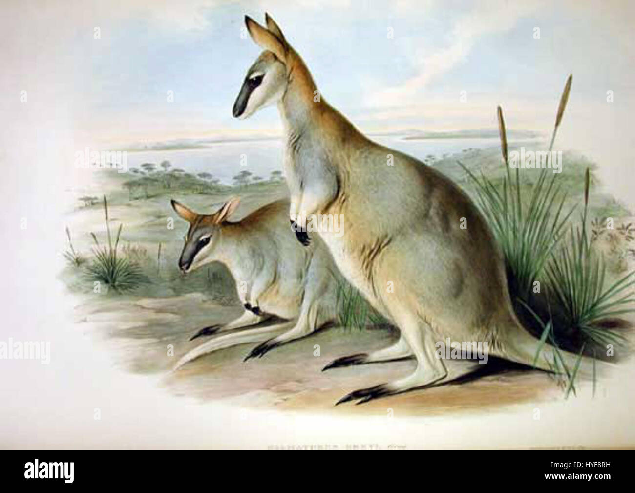 Macropus greyi Gould Stock Photo - Alamy