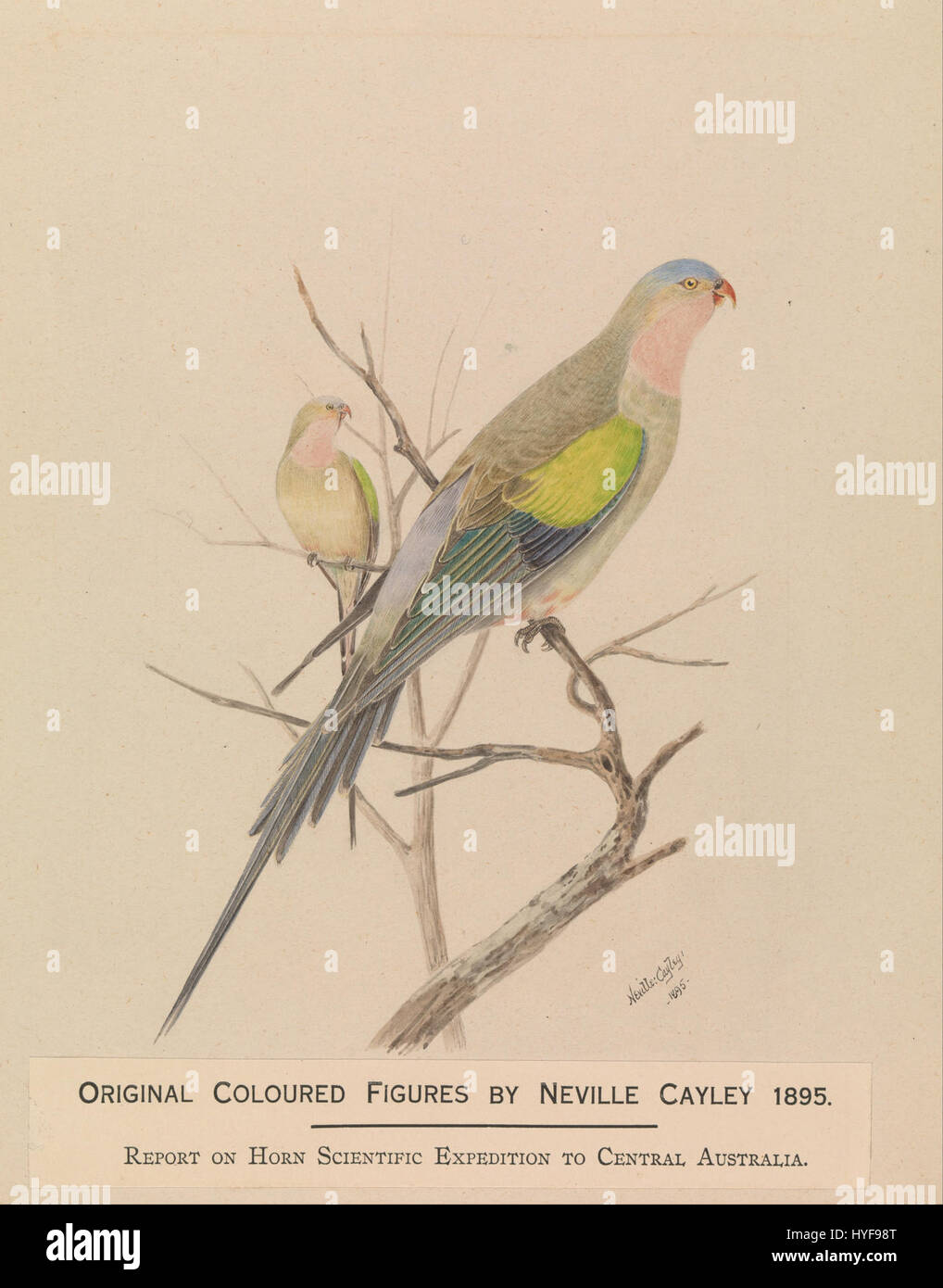 Parrots vibrant appearance hi-res stock photography and images - Alamy