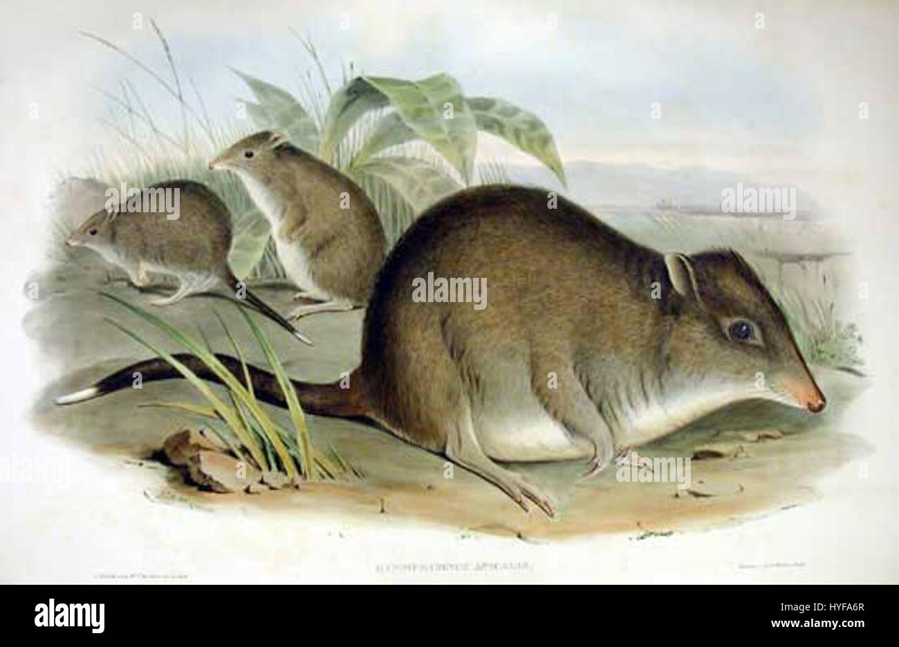 Australian nocturnal species hi-res stock photography and images - Alamy