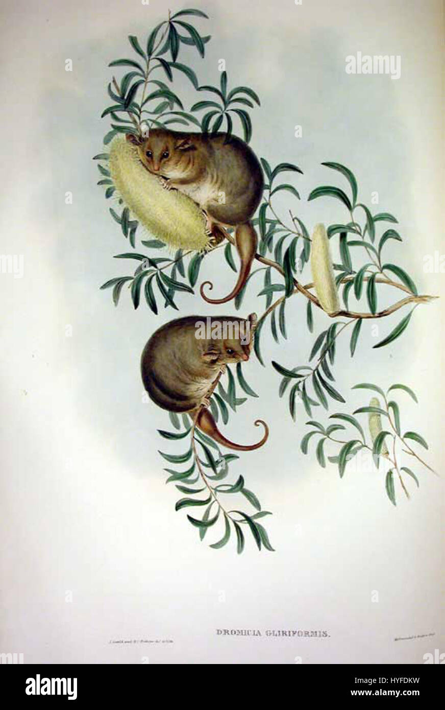 Cercartetus nanus hi-res stock photography and images - Alamy