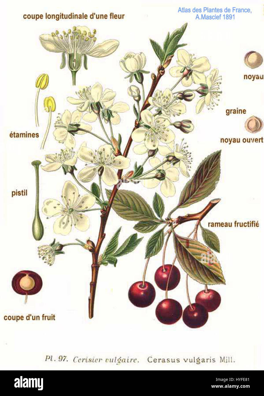 Cerasus vulgaris hi-res stock photography and images - Alamy