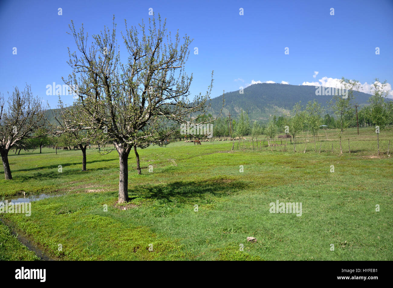 Kashmir Land, Paddy Border Area, Baramullah, Single Tree (Photo ...