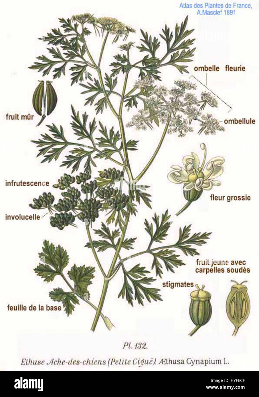 Aethusa cynapium l hi-res stock photography and images - Alamy