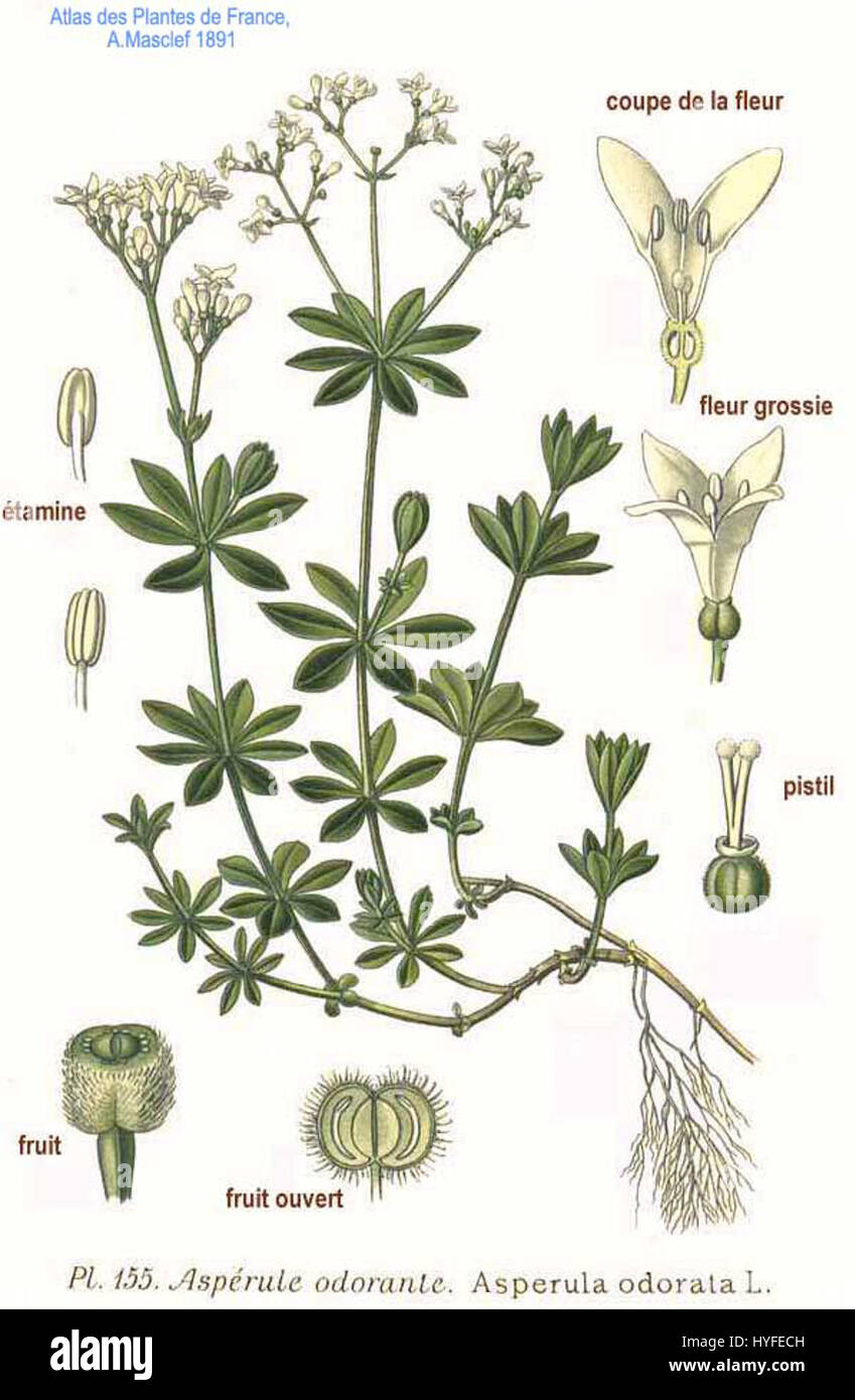 Asperula odorata, commonly known as sweet woodruff, is a plant known ...