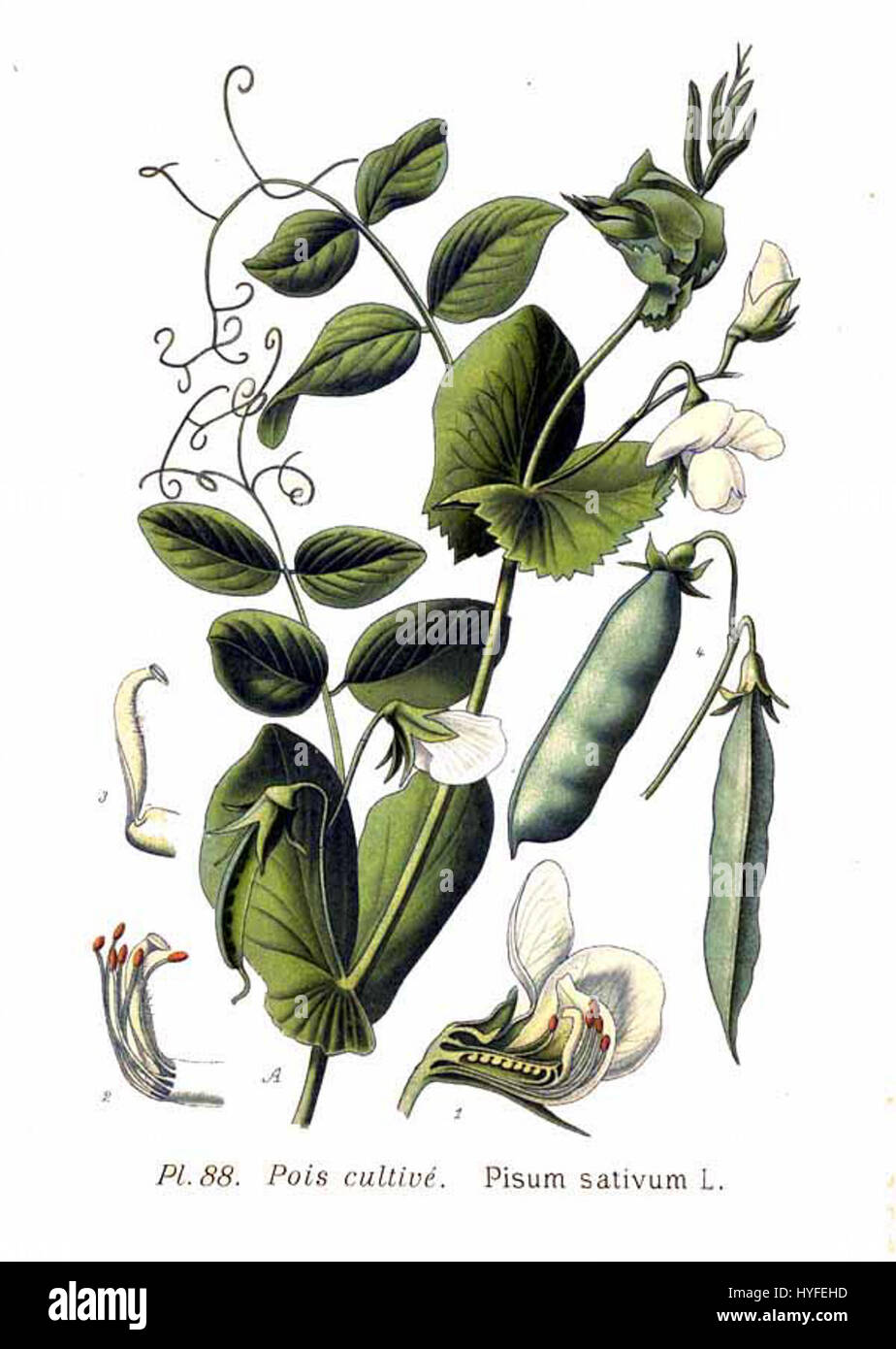 'Pisum sativum L.' is the scientific name for the common pea plant, a ...