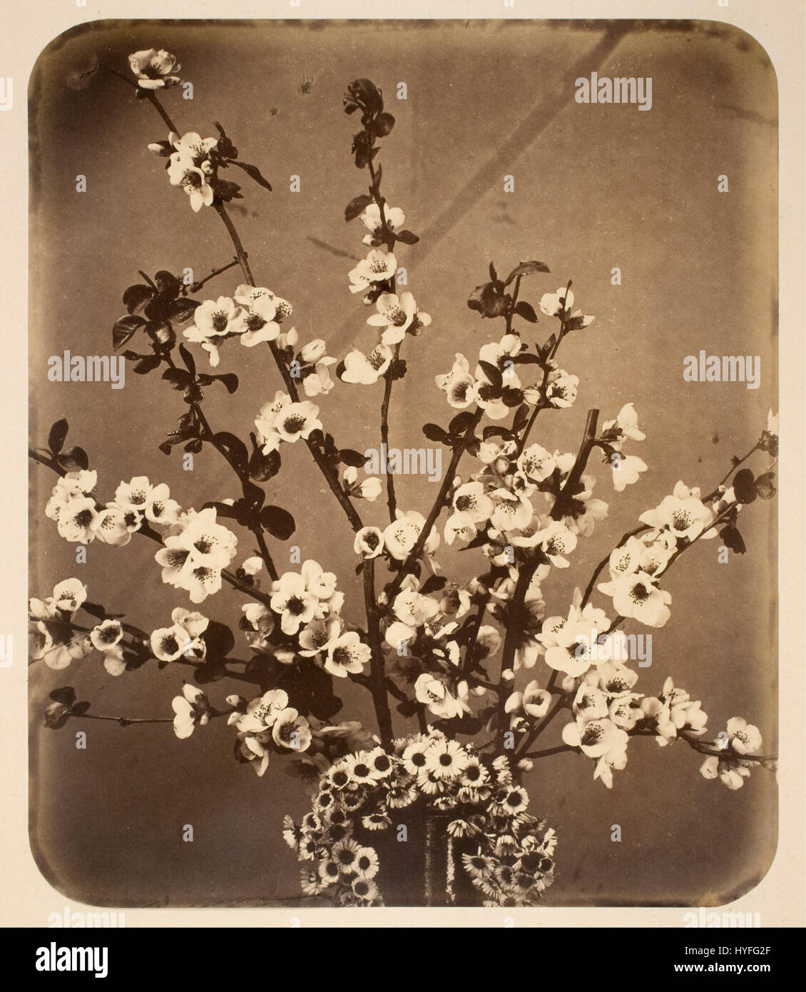 Adolphe Braun’s floral still life painting showcases vibrant, detailed ...