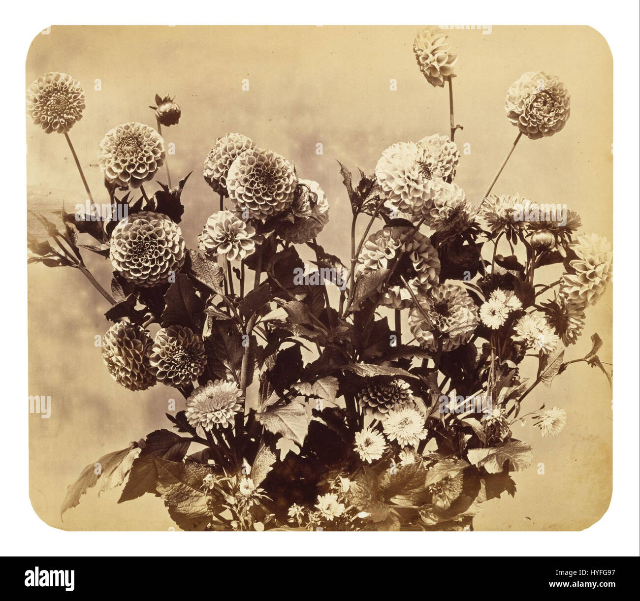 Adolphe Braun, a 19th-century photographer, was known for his ...