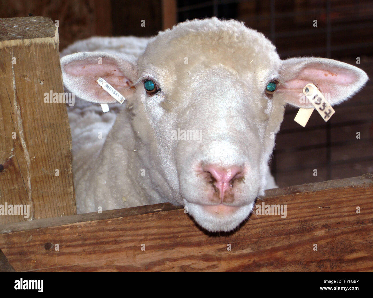 sheep with a number on his ear Stock Photo - Alamy