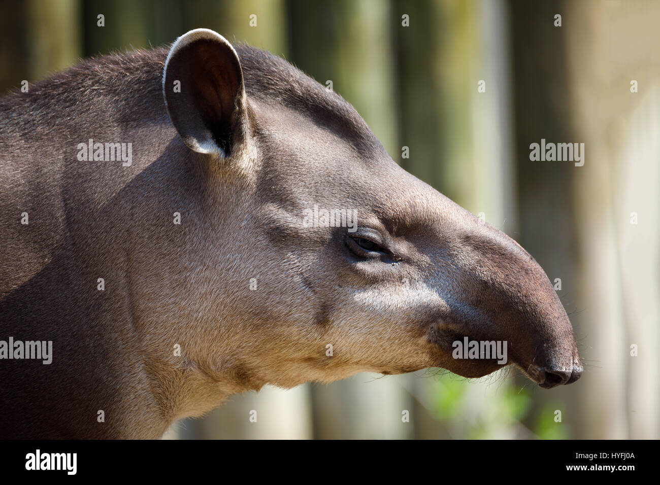 South American tapir (Tapirus terrestris), Brazilian tapir. The lowland ...