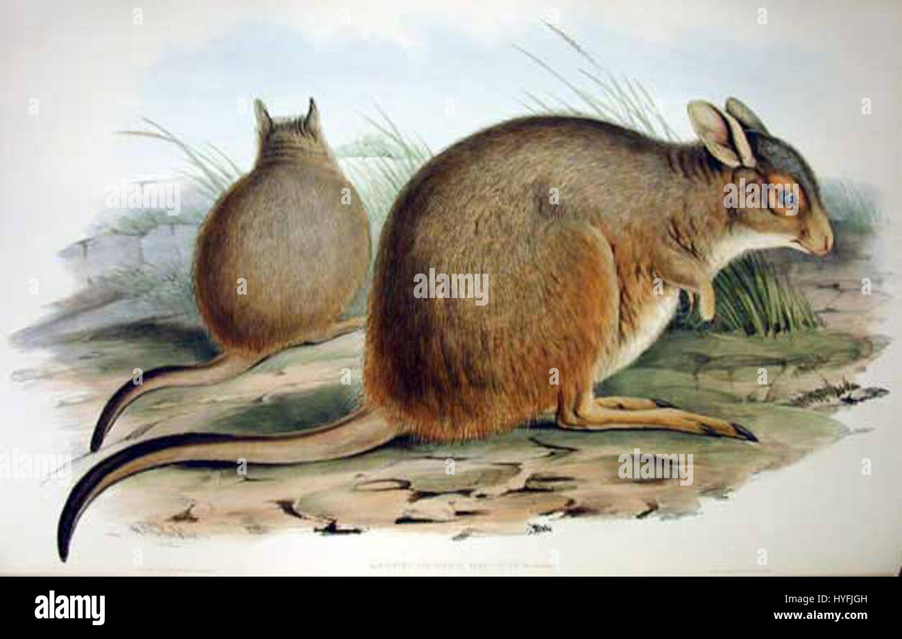 The Rufous Hare Wallaby, also known as the Mala, is a species of ...