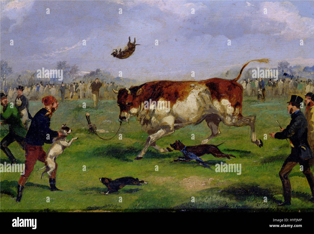 Bull baiting hi-res stock photography and images - Alamy