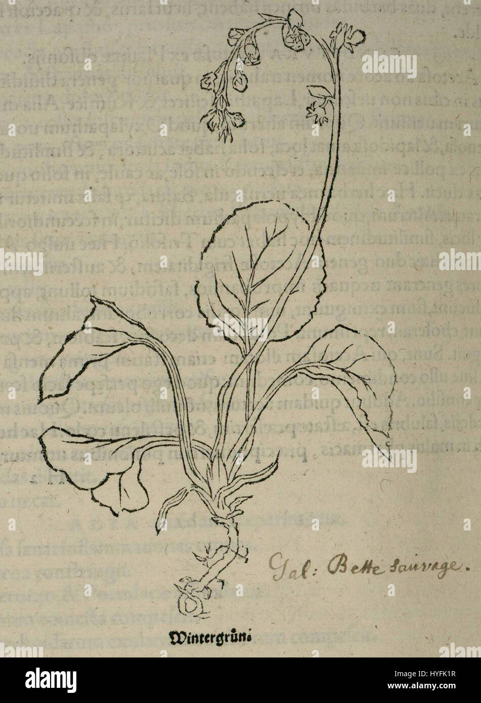 Pyrola rotundifolia, commonly known as round-leaved wintergreen, is a ...