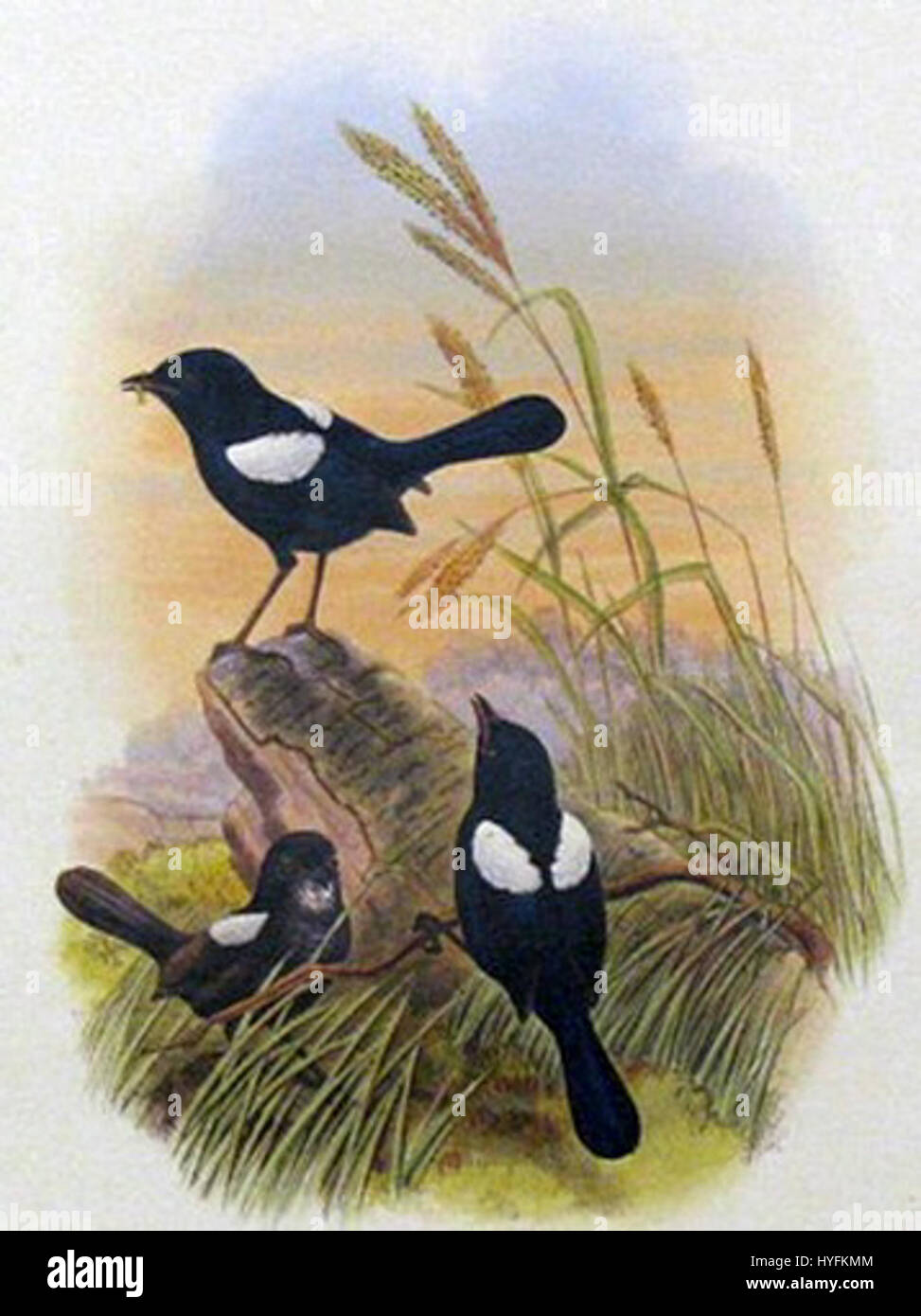 Malurus alboscapulatus, also known as the white-shouldered fairywren ...