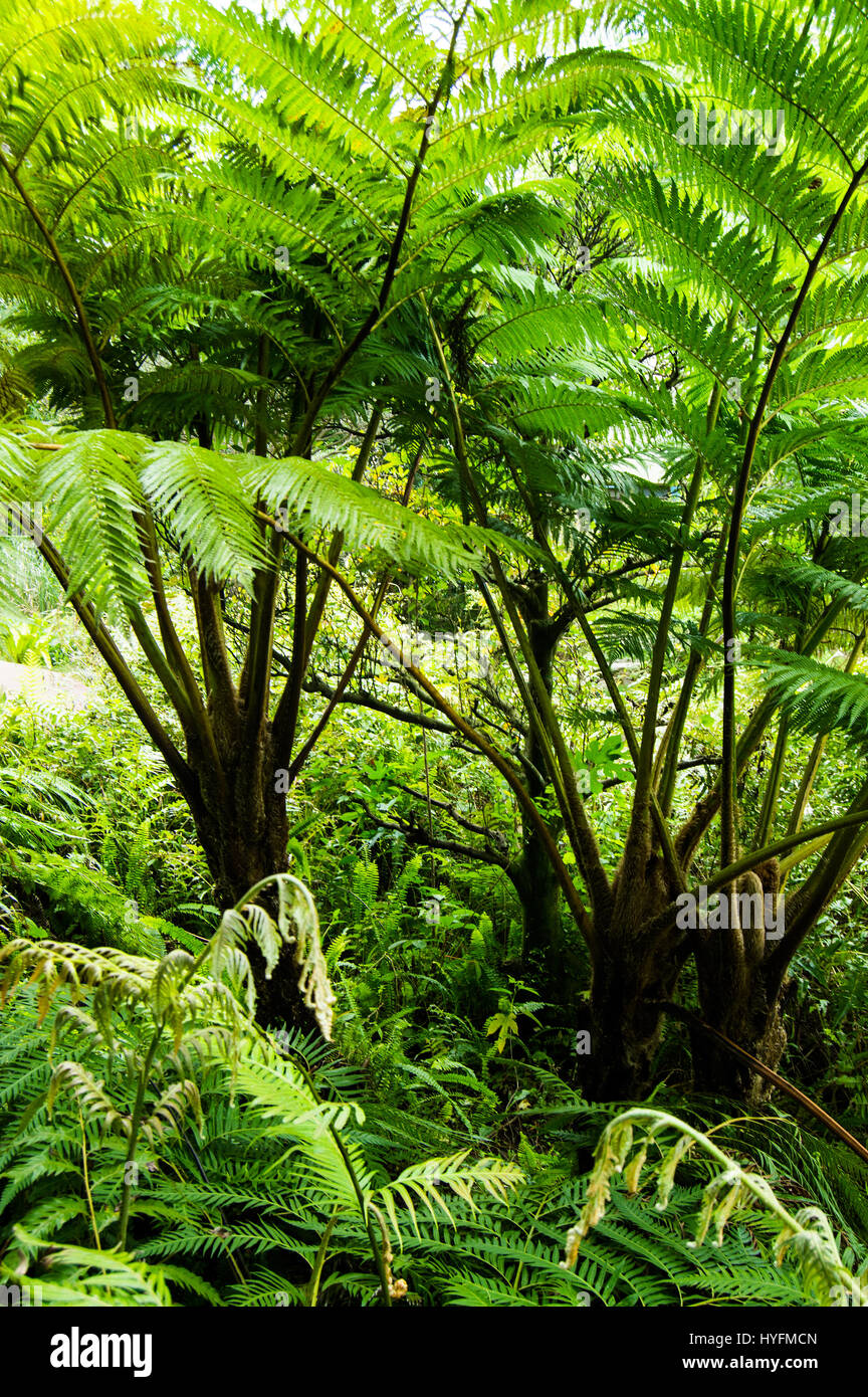 Ferns in botanical gardens, Wanhua, Taipei, Taiwan Stock Photo - Alamy