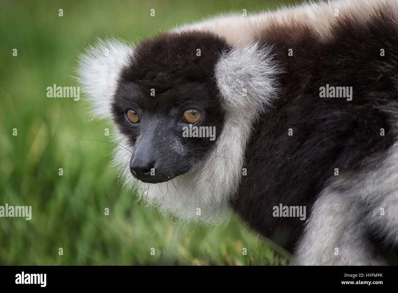 Close up portrait of a black and white ruffed lemur staring to the left ...