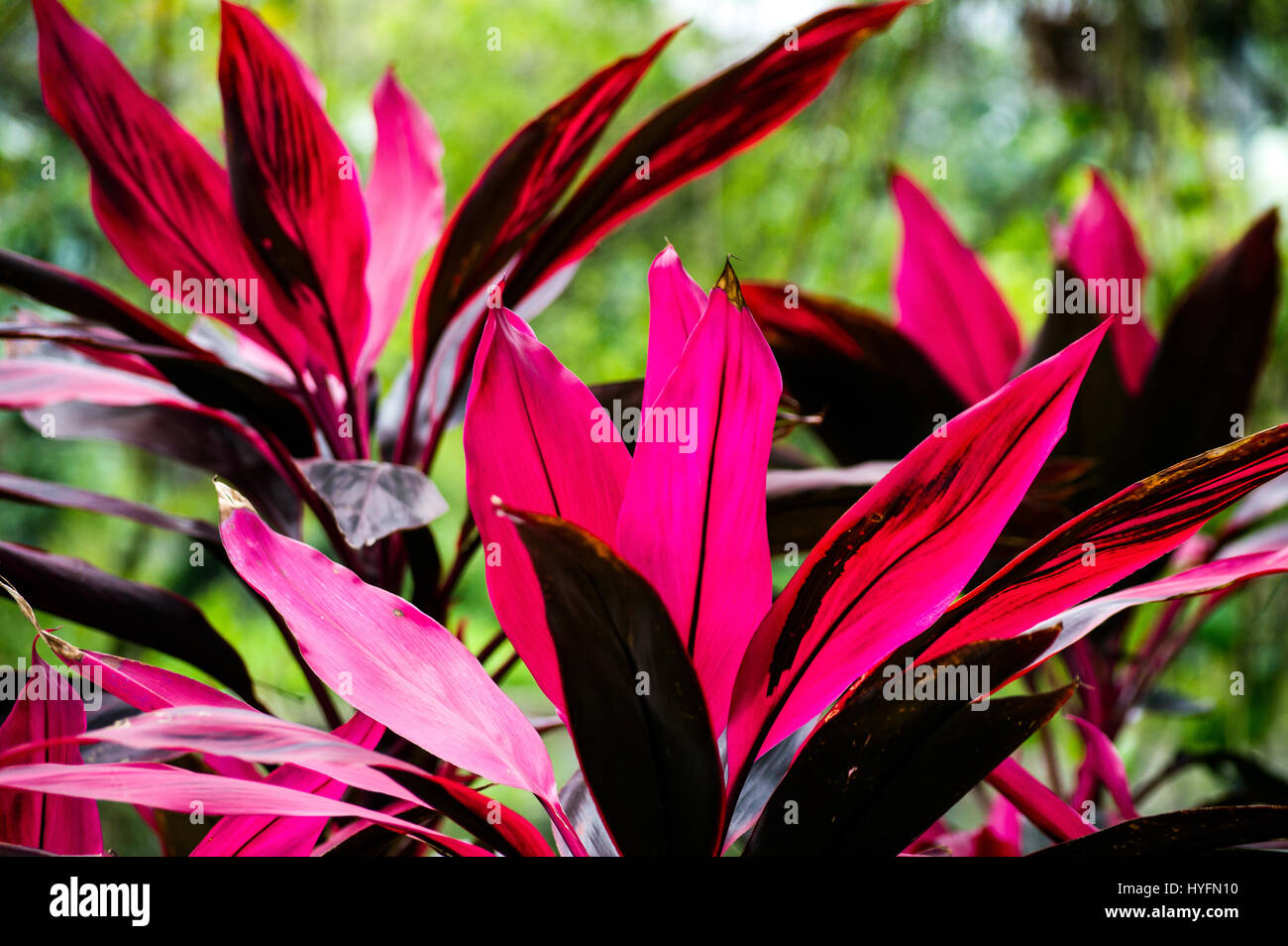 botanical gardens, Wanhua, Taipei, Taiwan Stock Photo - Alamy
