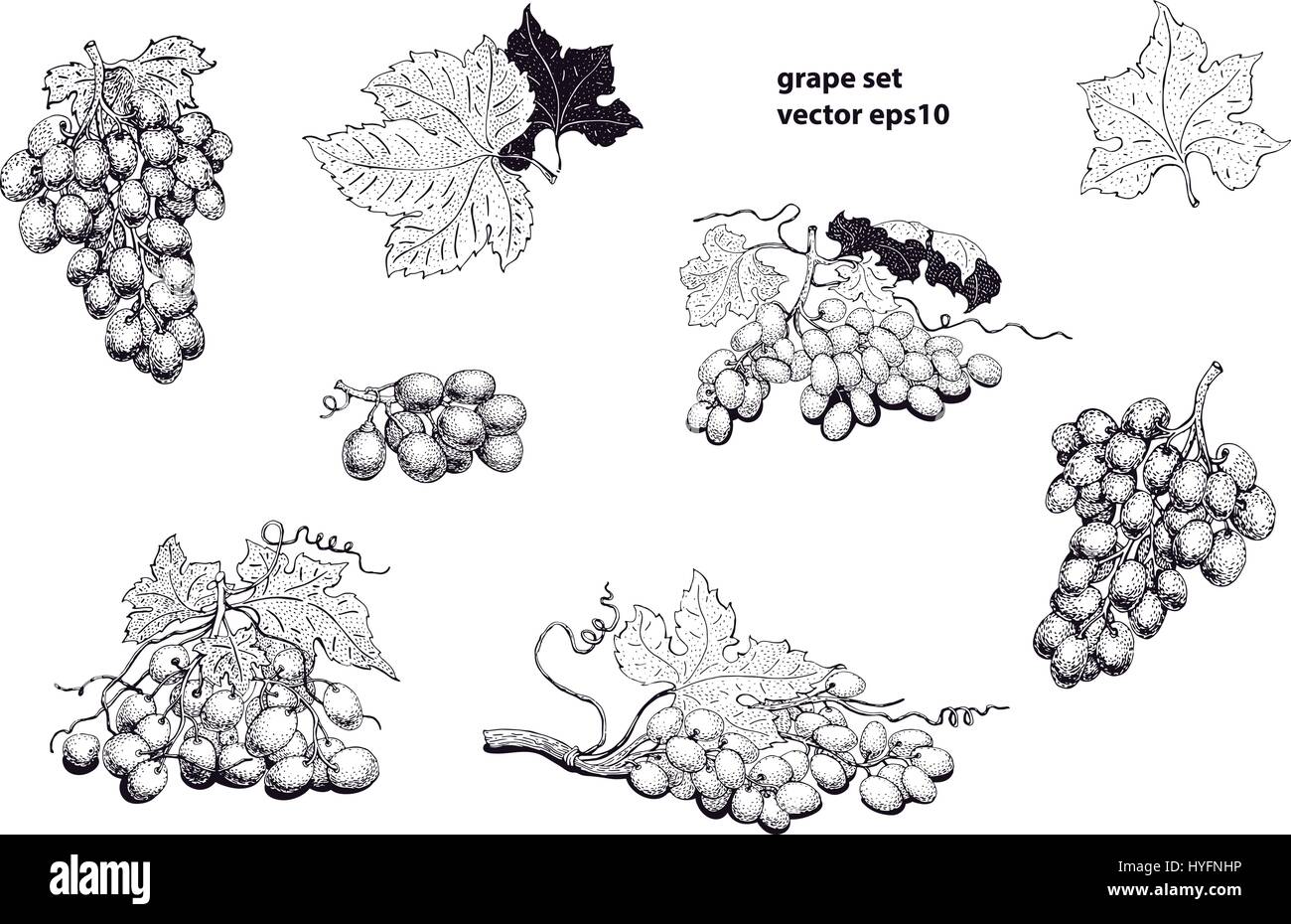 vector grape set illustrations. Can be use for background, design ...
