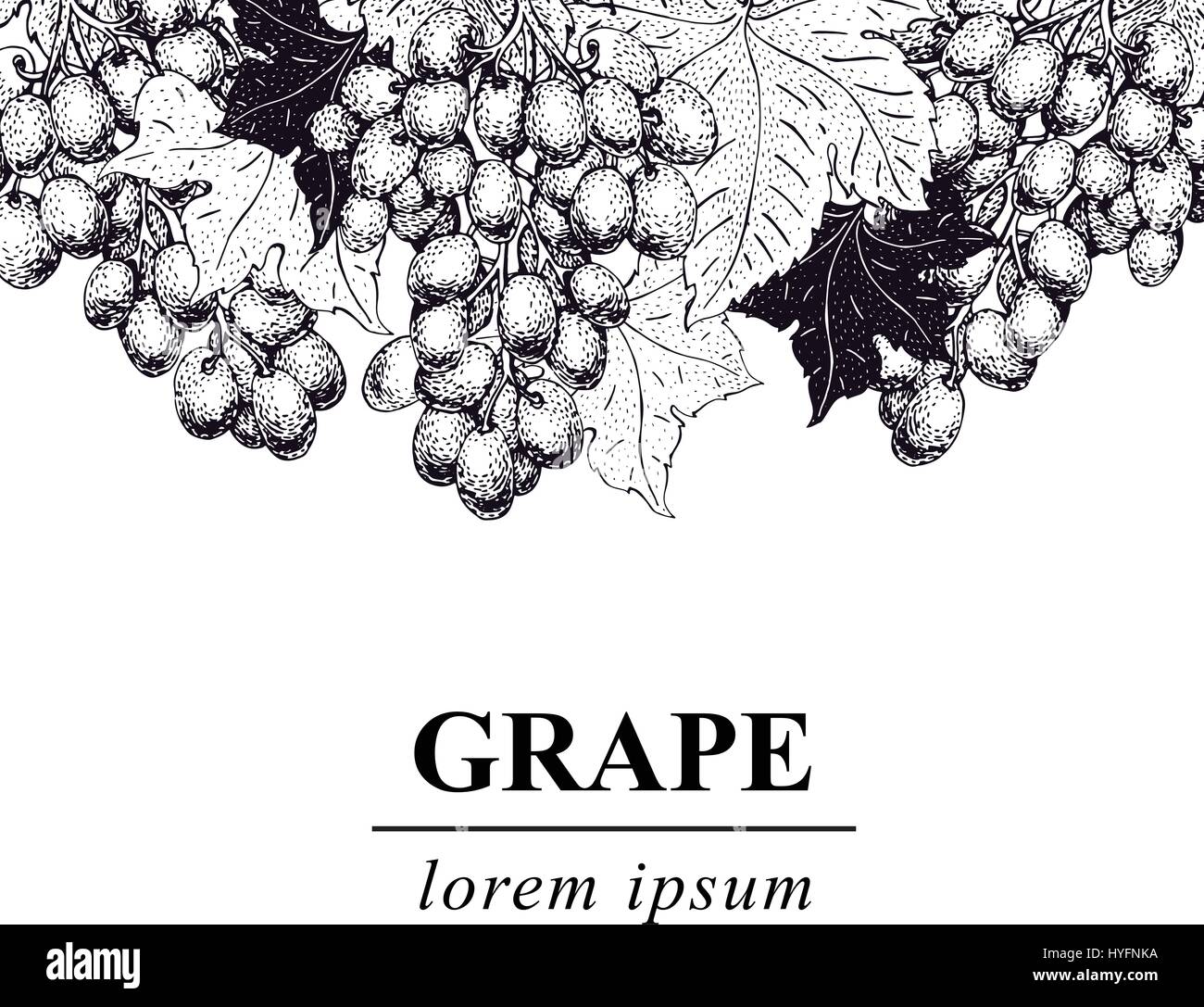 vector grape illustration. Can be use for background, design ...