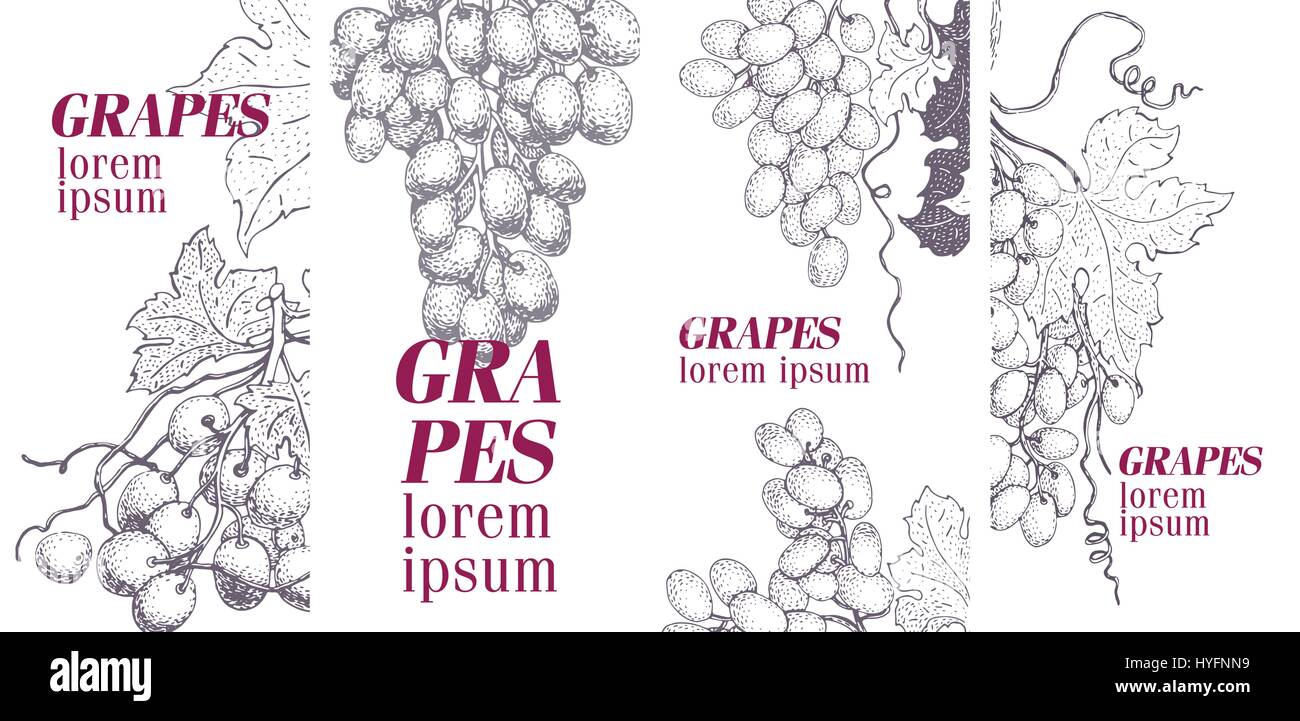 set of vector grape illustrations. Can be use for background, design ...