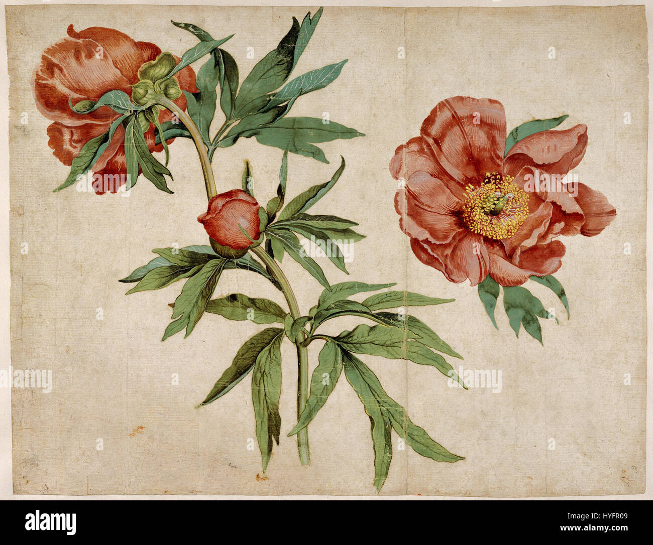 Study of peonies hi-res stock photography and images - Alamy