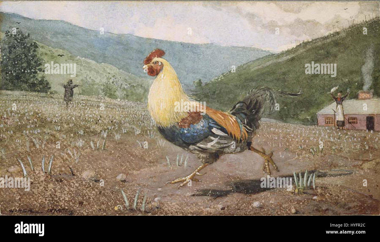 ‘The Rooster’ by Winslow Homer depicts a detailed study of a rooster in ...