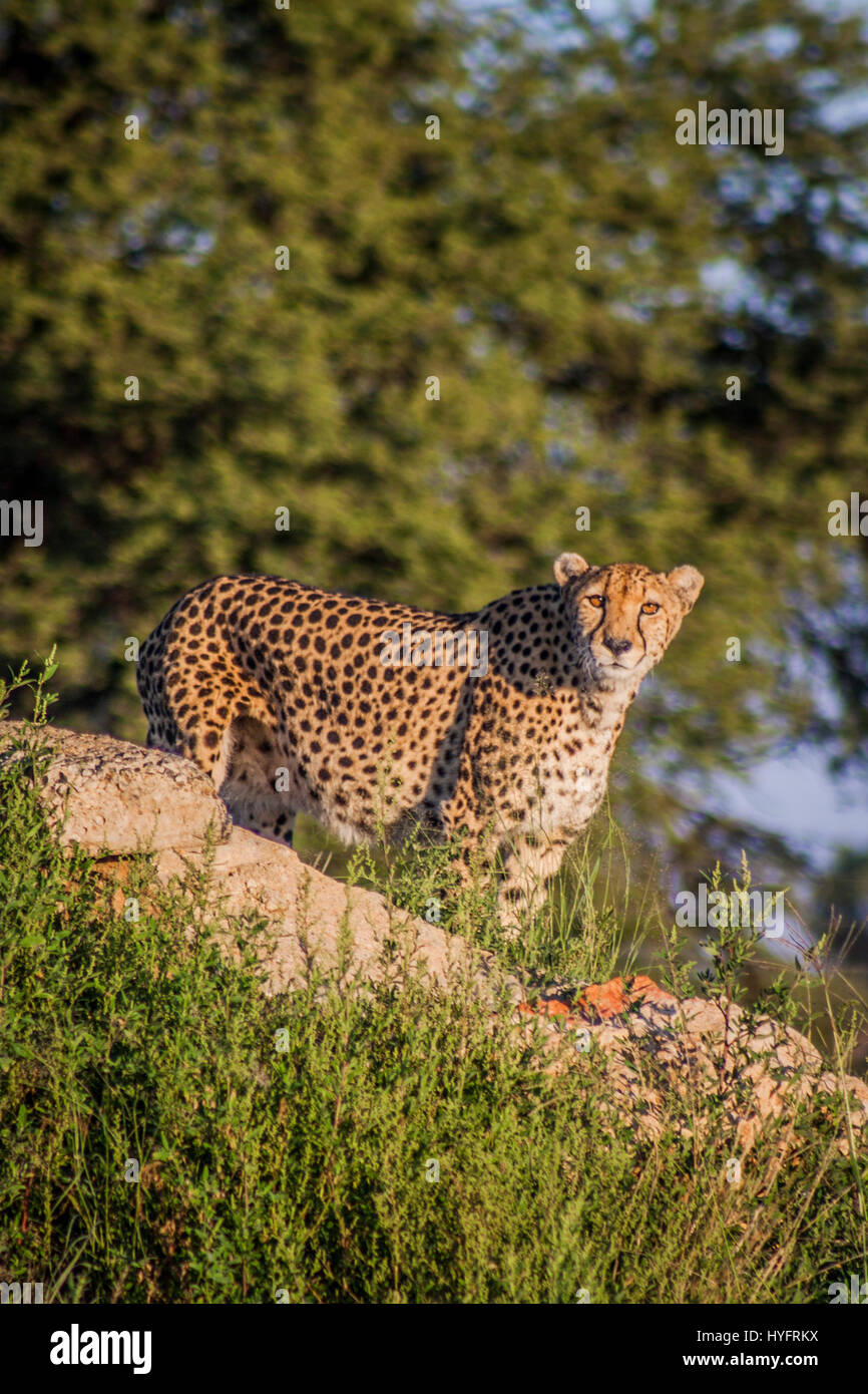 Cheetah in South-Africa Stock Photo - Alamy
