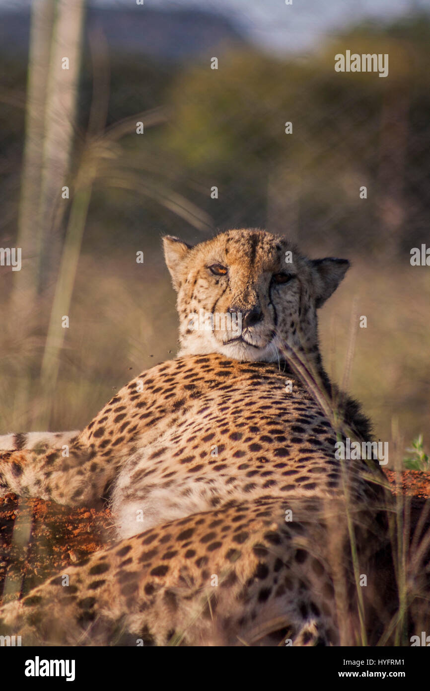 Cheetah in South-Africa Stock Photo - Alamy