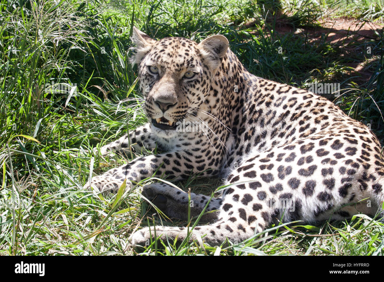 Leopard in South-Africa Stock Photo - Alamy