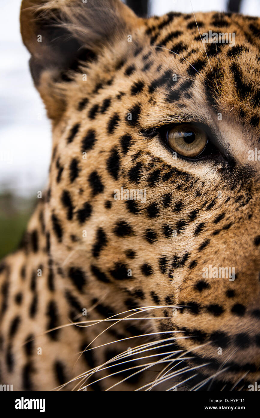 Big five in africa hi-res stock photography and images - Alamy