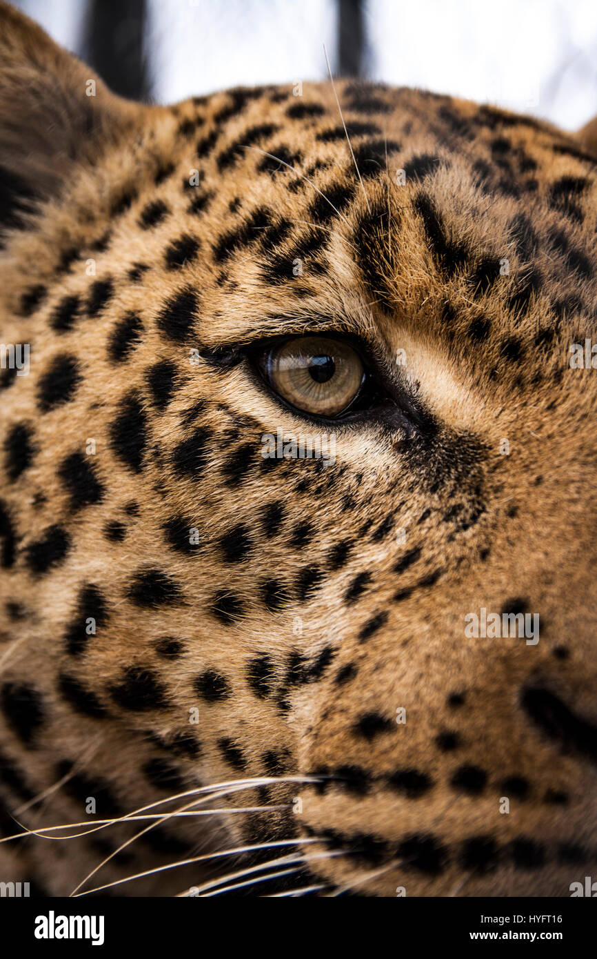 Eye in focuse hi-res stock photography and images - Alamy