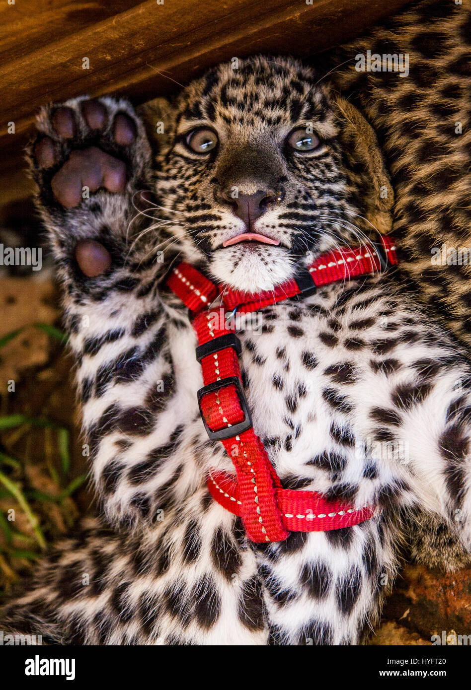 Leopard africa funny hi-res stock photography and images - Alamy