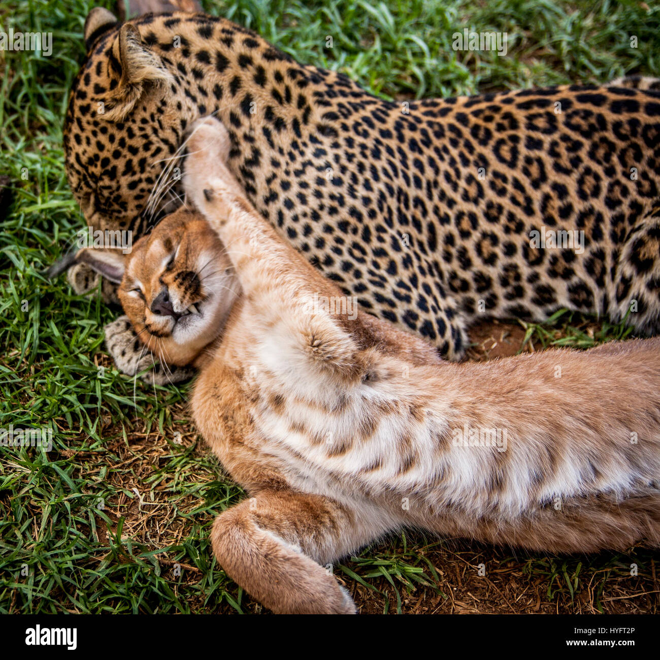 Leopard in South-Africa Stock Photo - Alamy