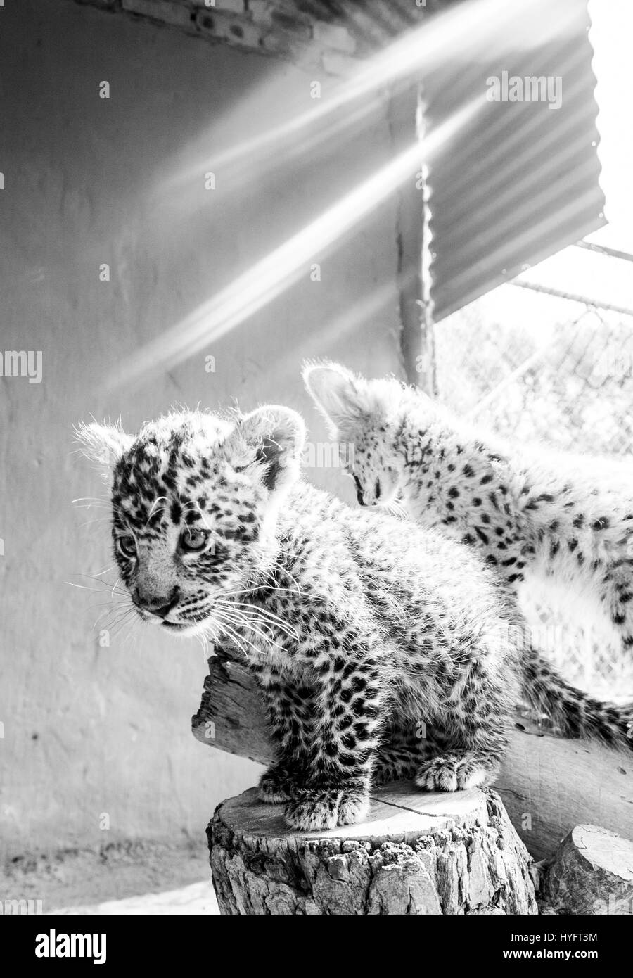 Leopard Black and White Stock Photos & Images - Alamy