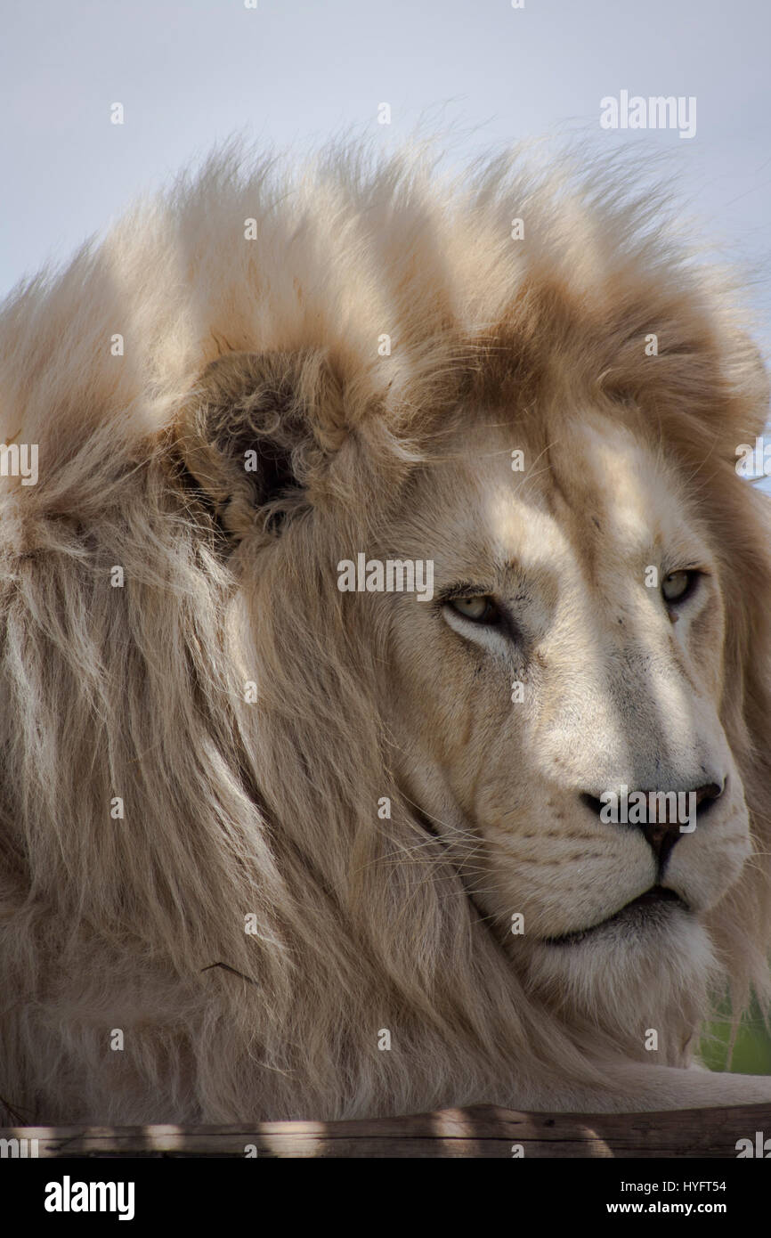 Africa storm animals hi-res stock photography and images - Alamy