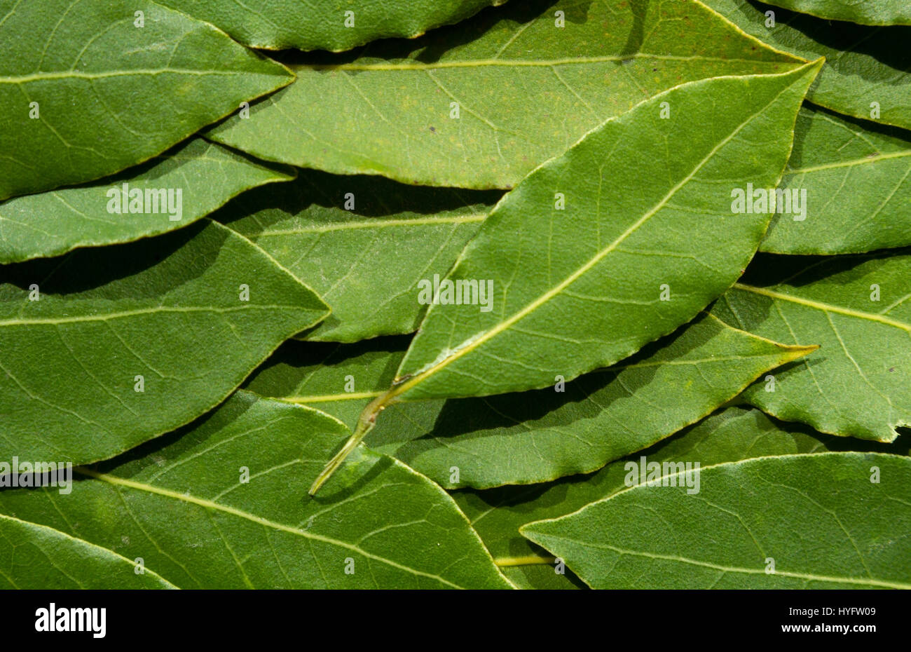 Background from green bay tree leaves, laurel / laurus nobilis, top ...