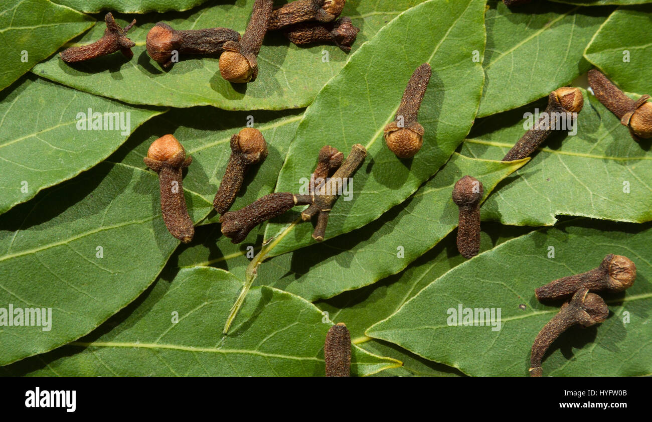 Green bay tree hi-res stock photography and images - Alamy