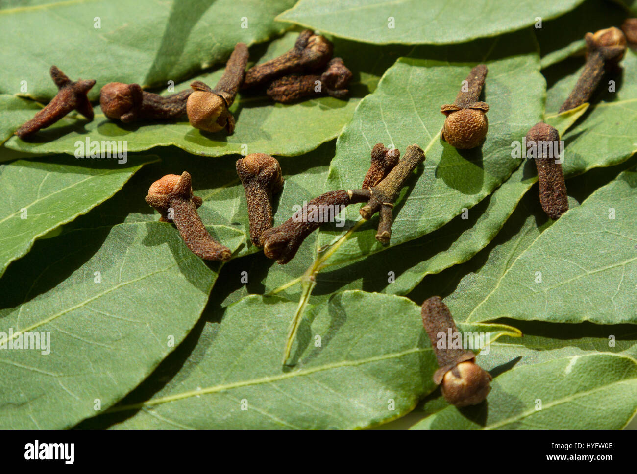 Background from green bay tree leaves and carnation / shoots (laurel ...