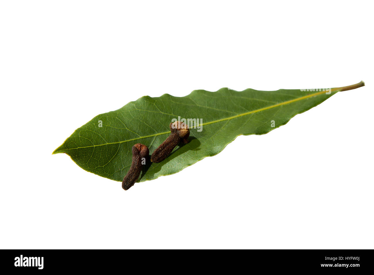 Green bay tree hi-res stock photography and images - Alamy