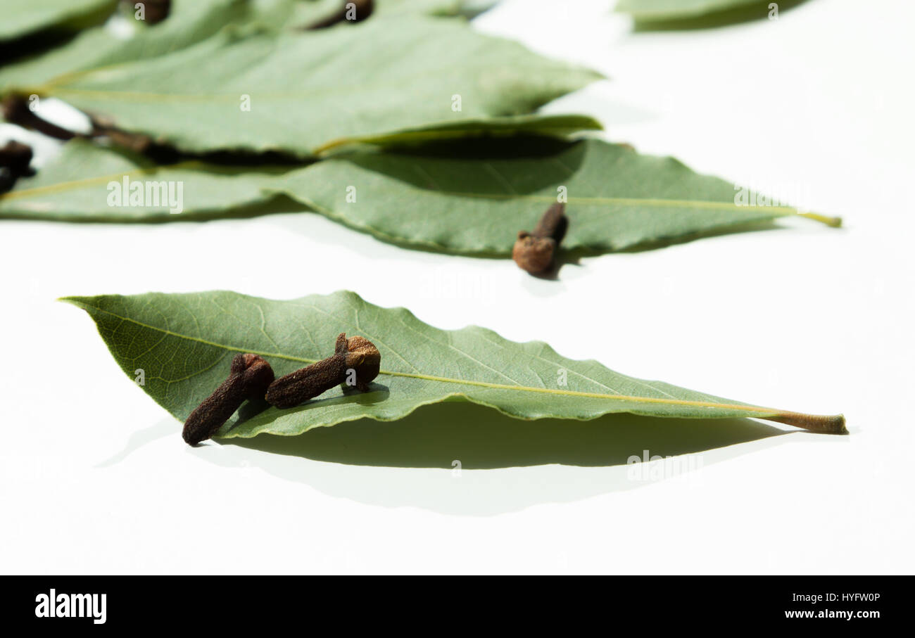 Green bay tree hi-res stock photography and images - Alamy