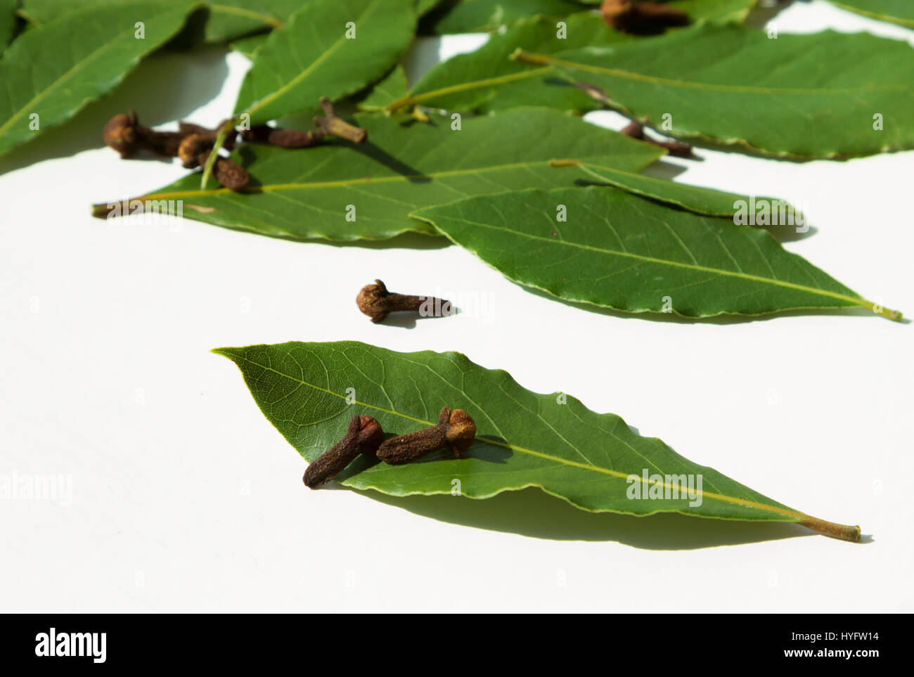 Green bay tree leaves and carnation on white background close view ...