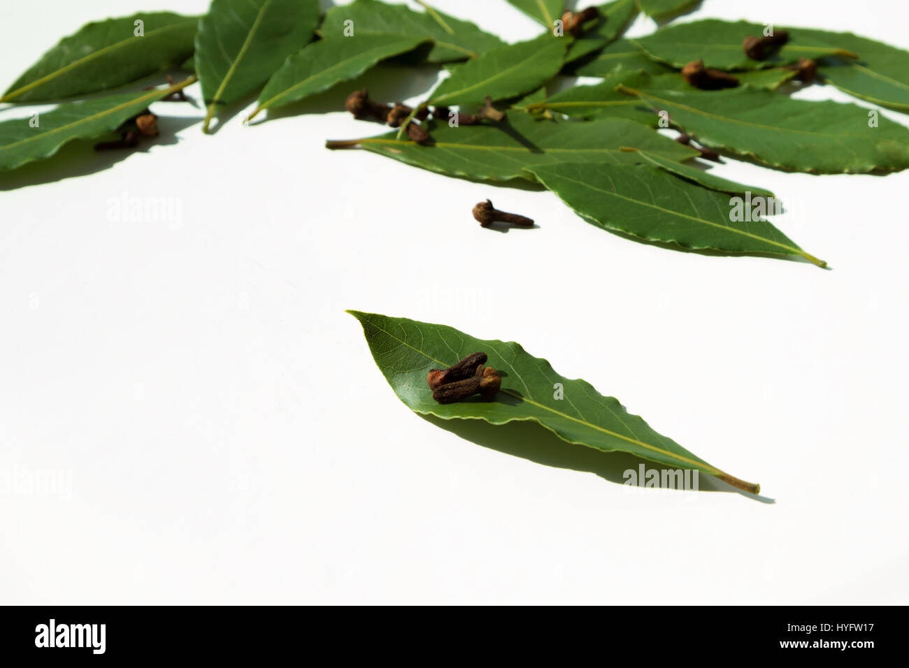 Green bay tree leaves and carnation on white background Stock Photo - Alamy