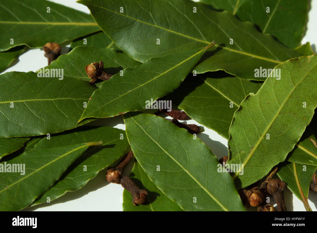 Green bay tree hi-res stock photography and images - Alamy