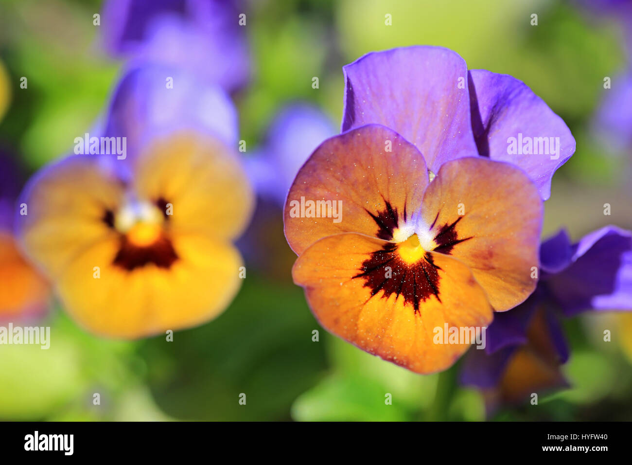 A colorful Pansy flower growing in the garden at spring, another flower ...