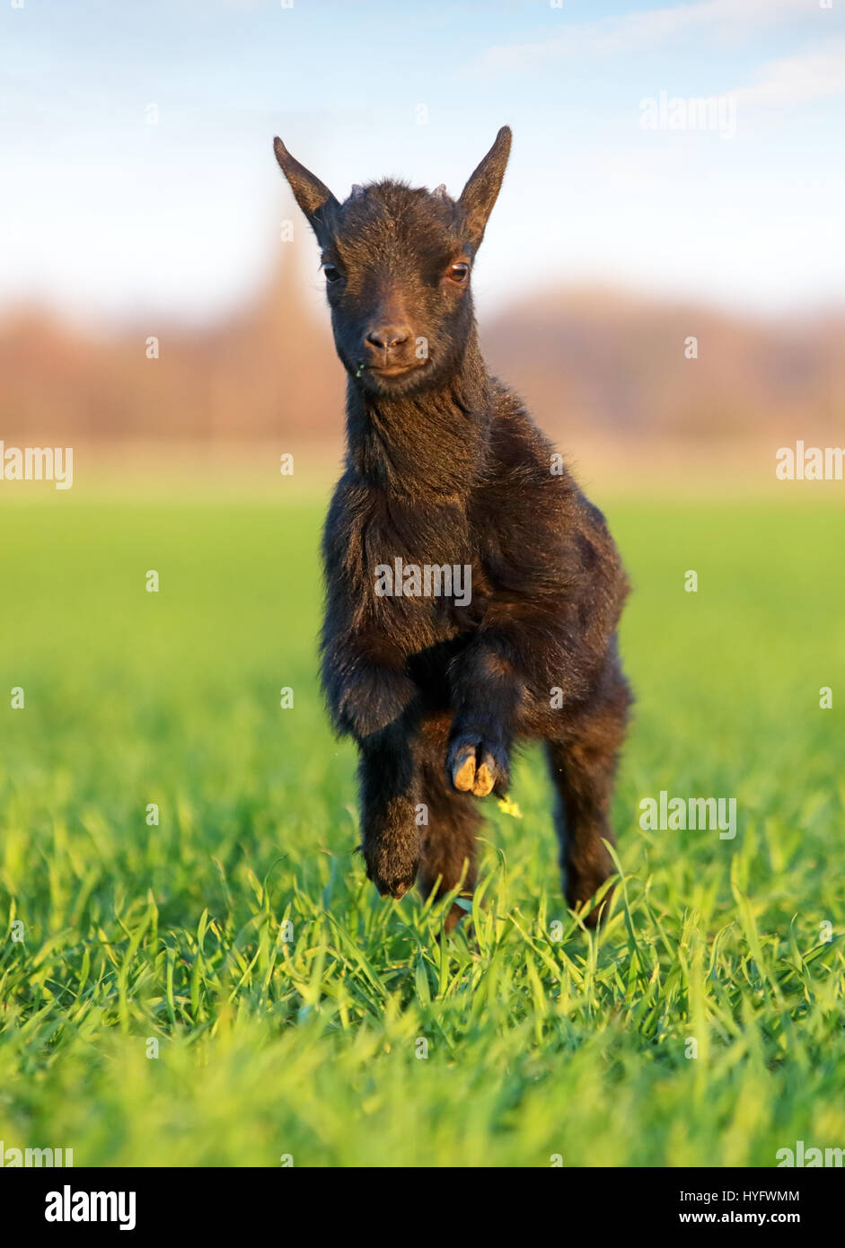 Goat running hi-res stock photography and images - Alamy